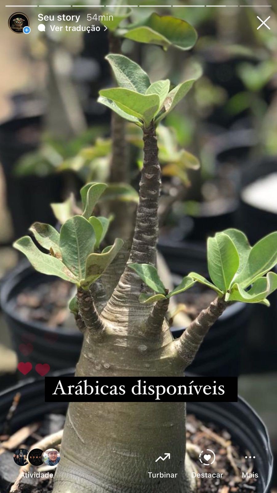 Catálogo Digital de 𝐴𝑑𝑒𝑛𝑖𝑢𝑚 𝑃𝑟𝑒𝑚𝑖𝑢𝑚 𝑟𝑜𝑠𝑎𝑠 𝑑𝑜 𝑑𝑒𝑠𝑒𝑟𝑡𝑜 𝑒 𝑝𝑙𝑎𝑛𝑡𝑎𝑠 𝑒𝑥ó𝑡𝑖𝑐𝑎𝑠