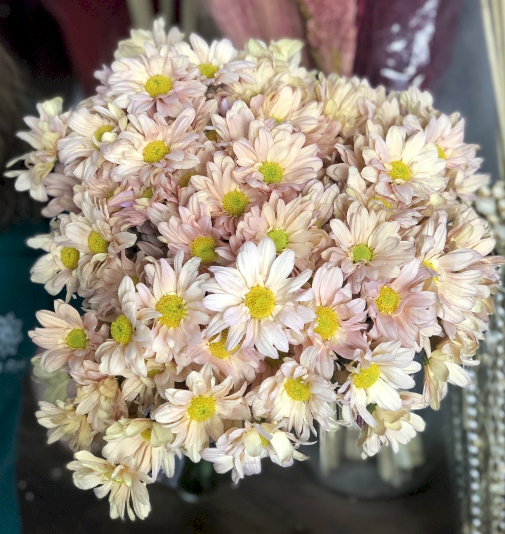 Catálogo Digital de Aurora Flores