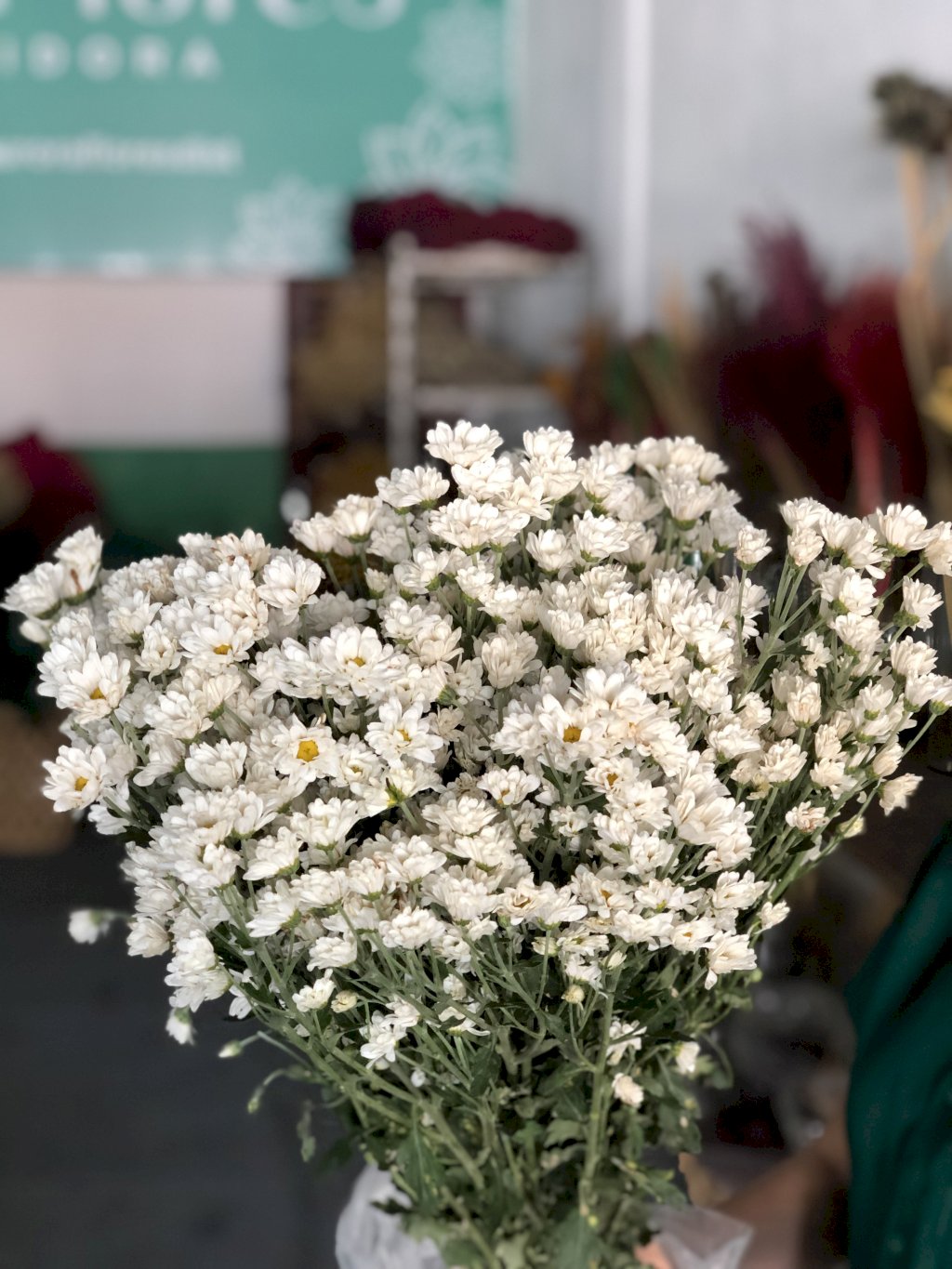 Catálogo Digital de Aurora Flores