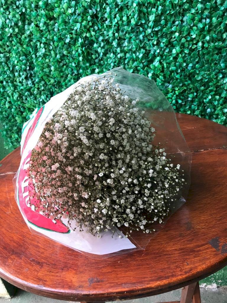 Catálogo Digital de Floricultura Flor de Lis